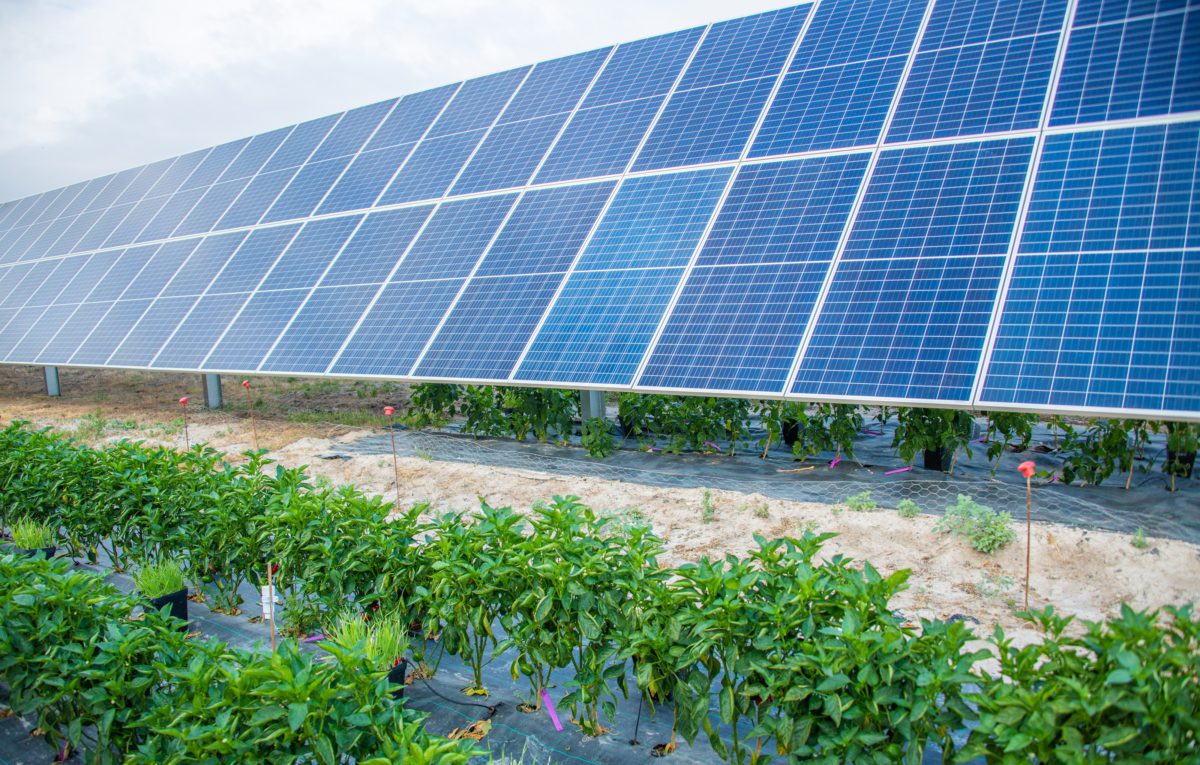 Genera energía mediante instalaciones agrovoltaicas